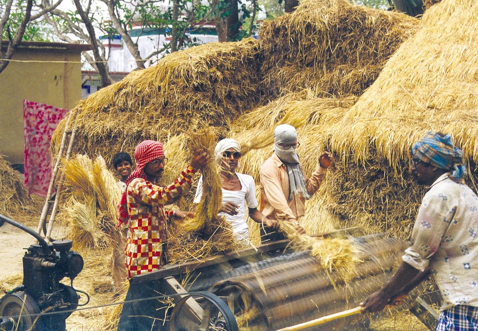 Community Eye Health Journal » Grain found growing in the eye