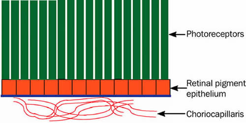 Community Eye Health Journal » What’s new in age-related macular ...