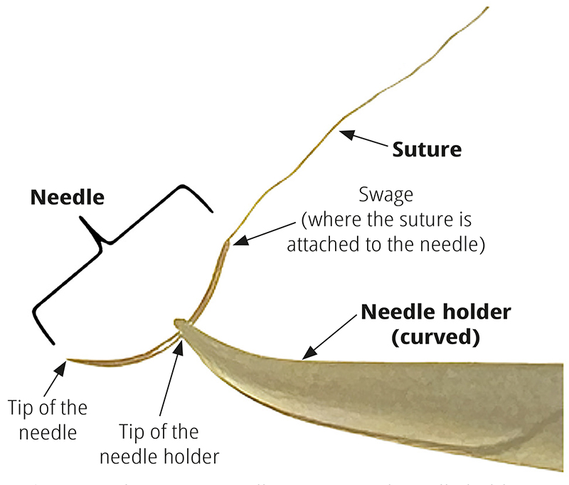 Community Eye Health Journal » Passing sutures